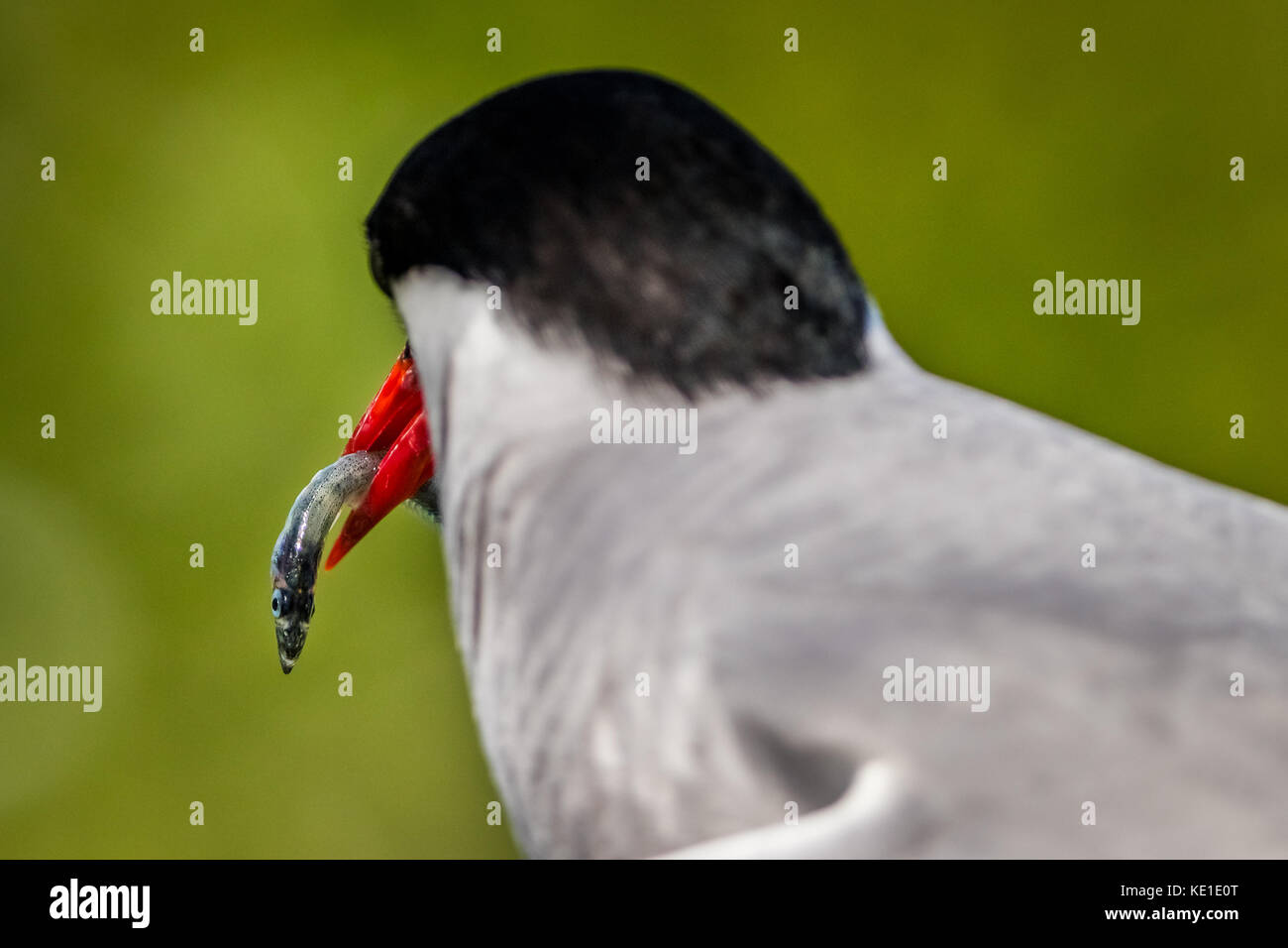 The diet of the Arctic tern varies depending on location and time, but ...