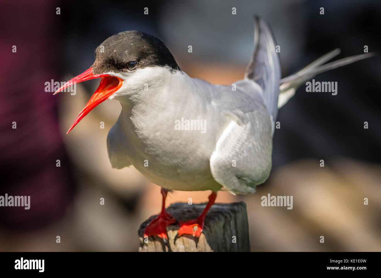 One of the most aggressive terns hi-res stock photography and images ...