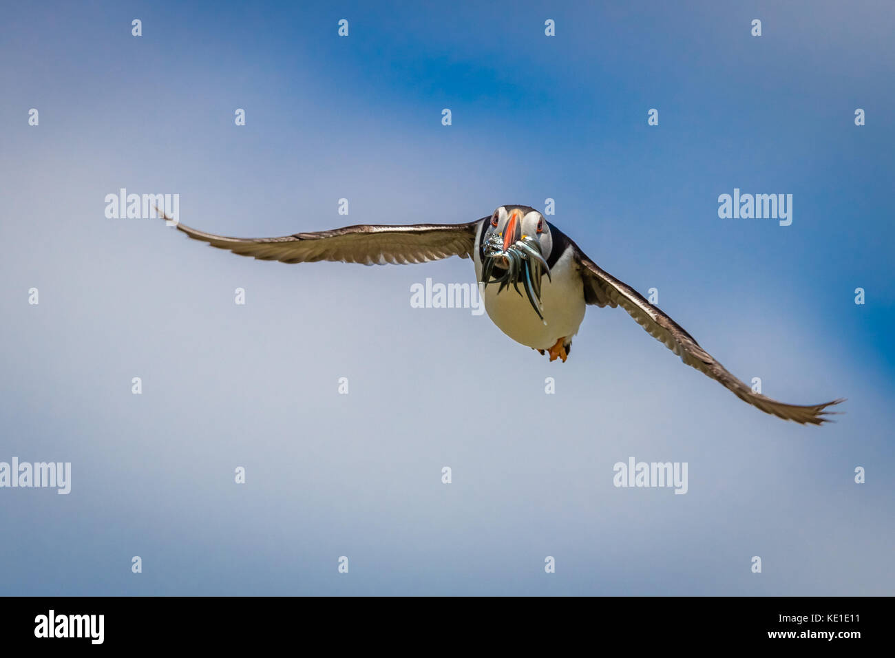 Puffins feed their chicks primarily with small marine fish several ...