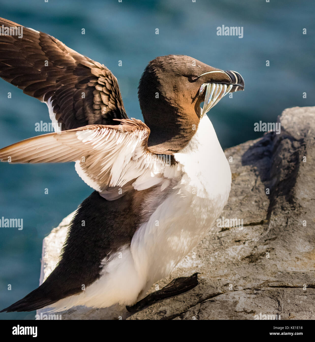 Razorbills farne hi-res stock photography and images - Alamy