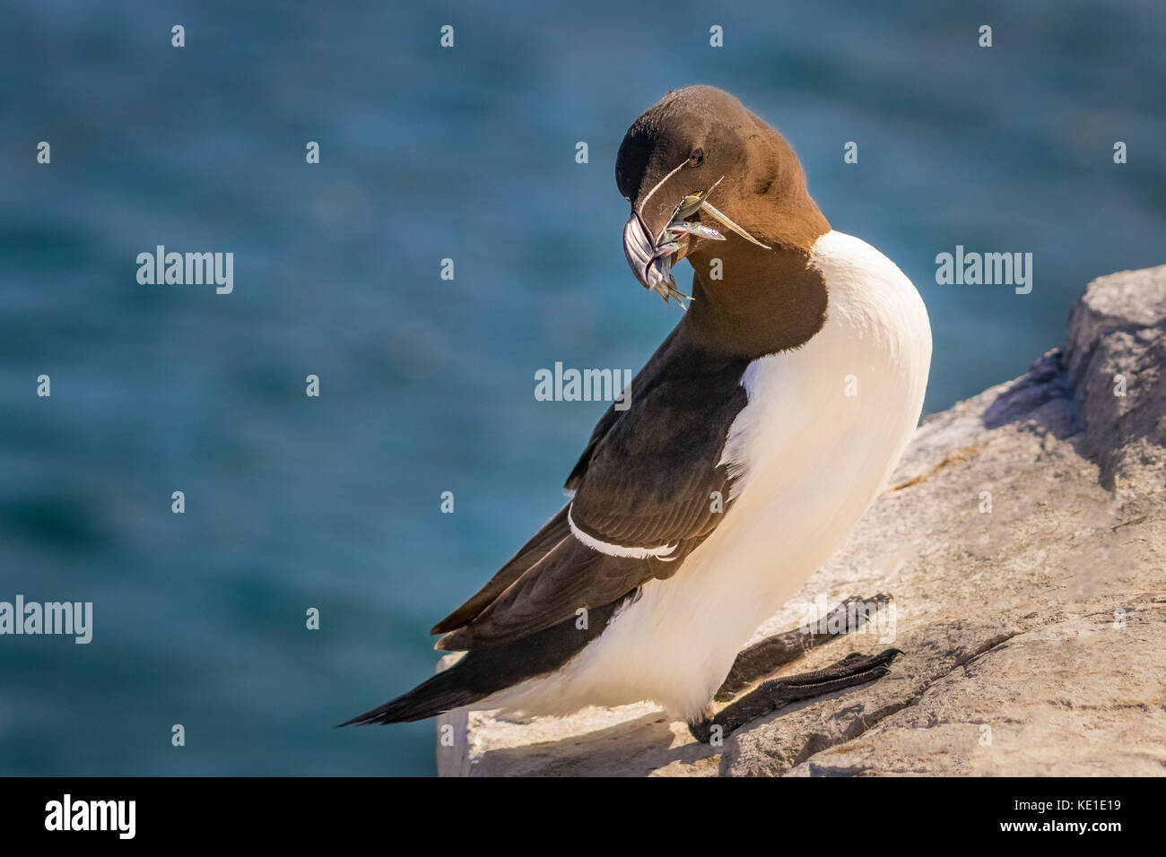A Razorbill on the Inner Farne Island, standing proud with a mouthfull ...