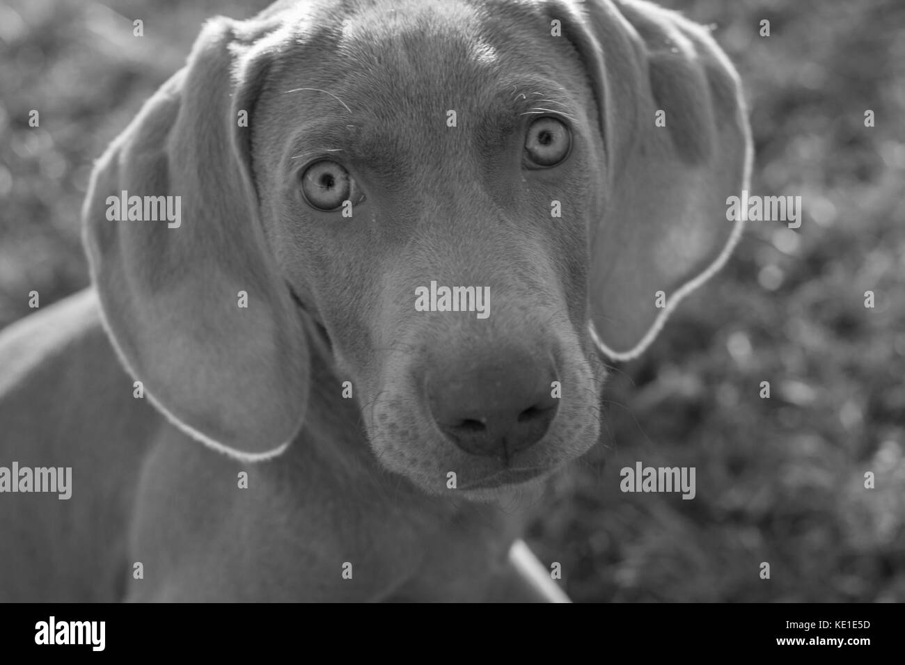 Blue weimaraner hi-res stock photography and images - Alamy