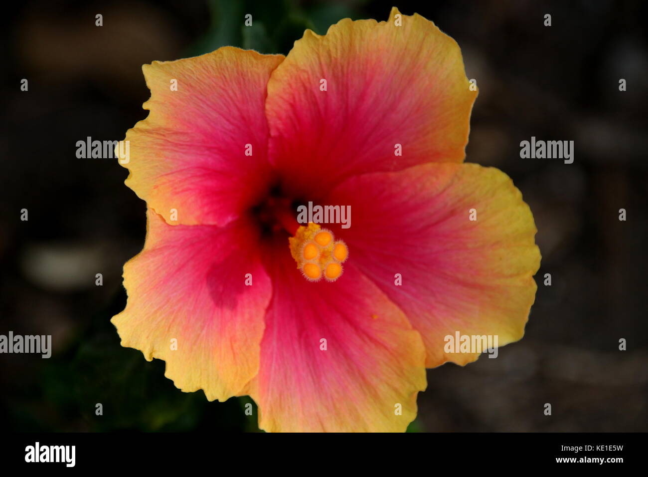 Hibiscus flower andalucia hi-res stock photography and images - Alamy