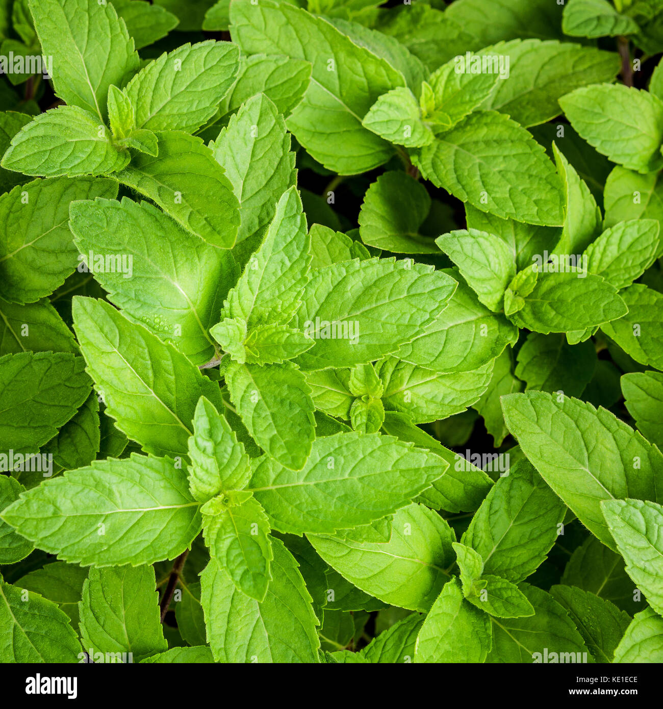 Closeup fresh growing peppermint leaves at vegetable garden with water ...
