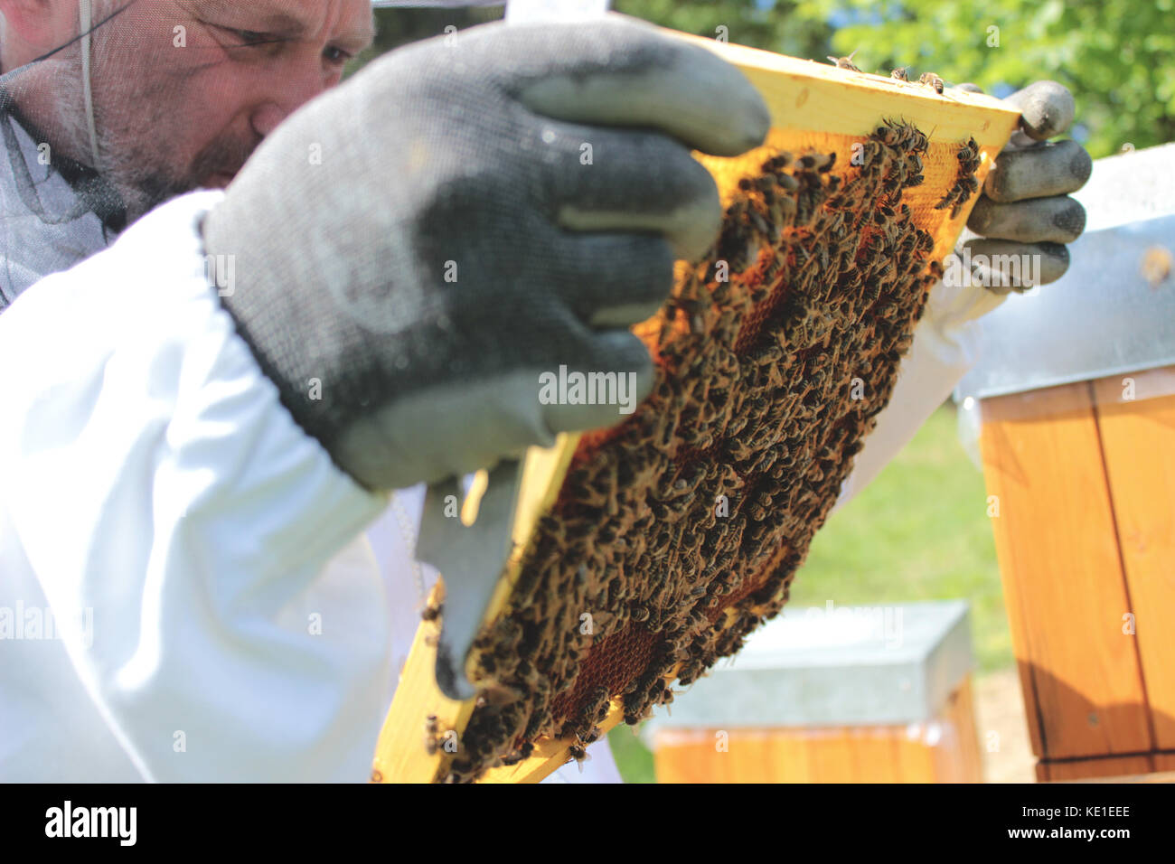 Bee farm hi-res stock photography and images - Alamy