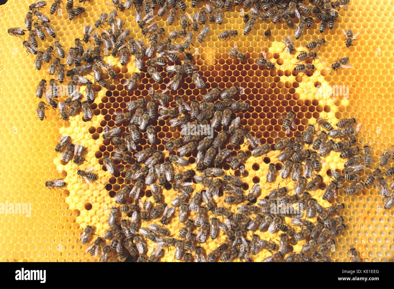Bee farm hi-res stock photography and images - Alamy