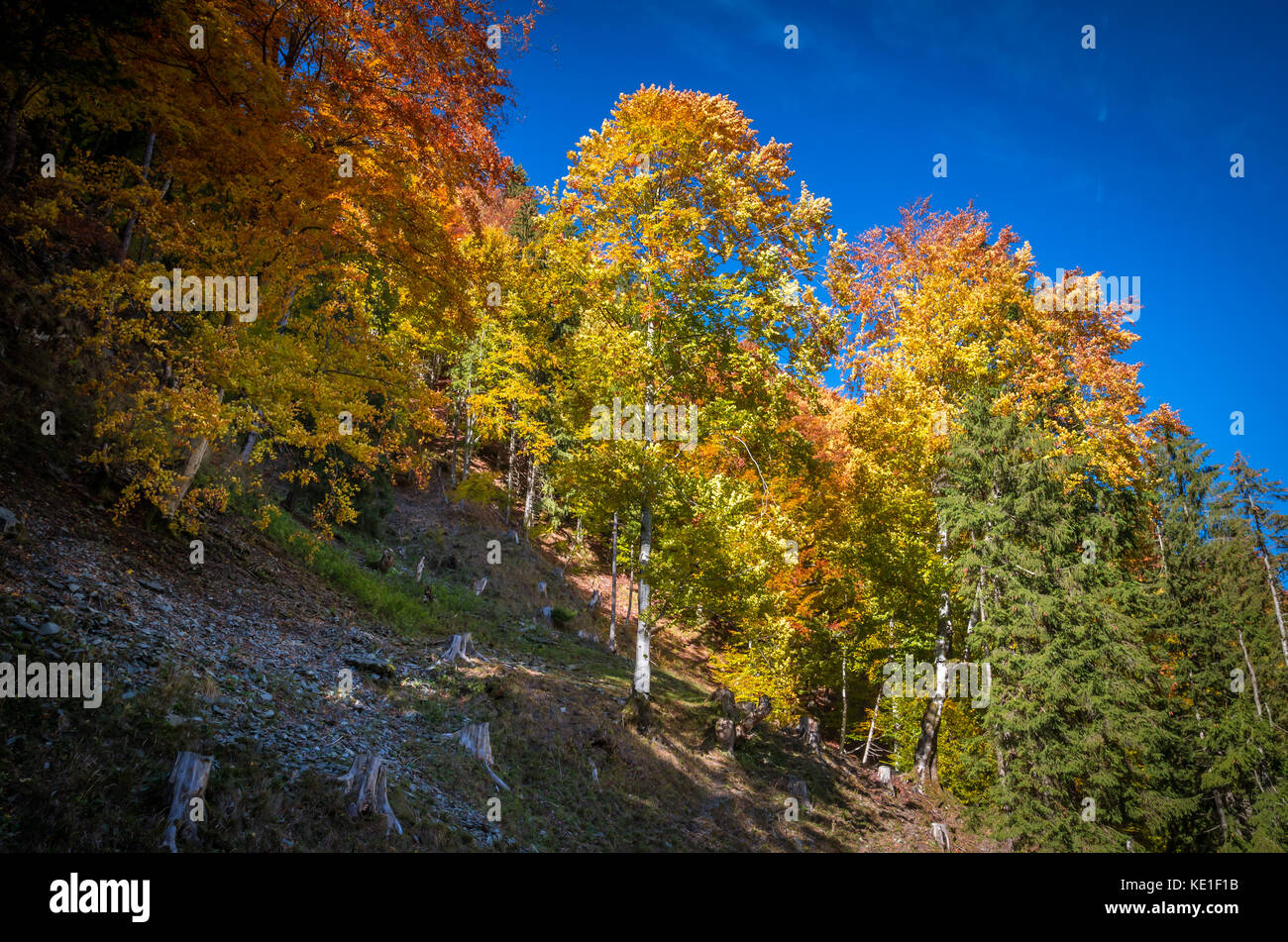 Autumn landscape. Colorful fall scene in the mountain forest Stock ...