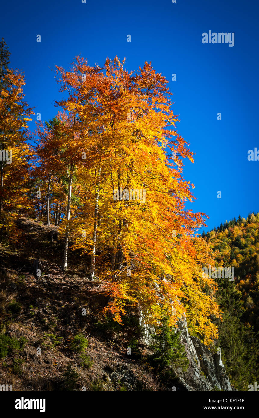 Autumn landscape. Colorful fall scene in the mountain forest Stock ...