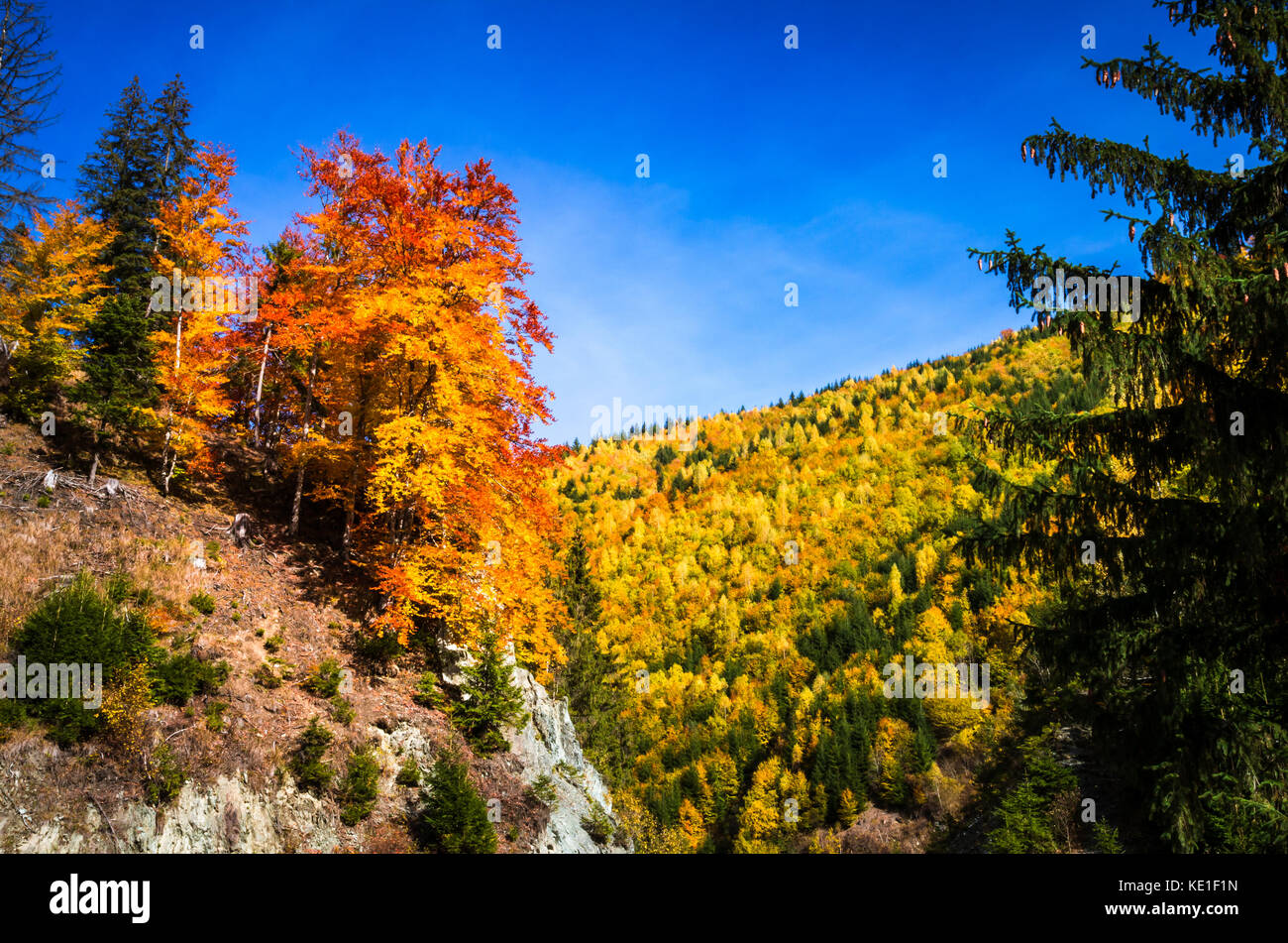 Autumn landscape. Colorful fall scene in the mountain forest Stock ...