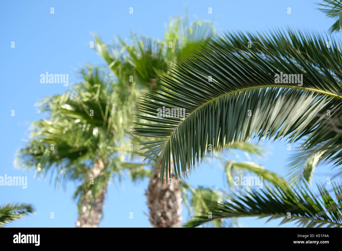 Palm trees over bright hi-res stock photography and images - Alamy
