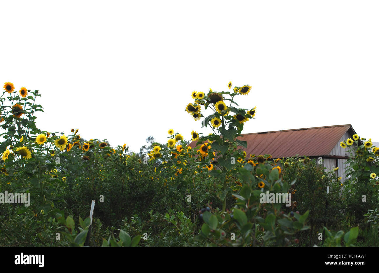 Barn and sunflowers hi-res stock photography and images - Alamy