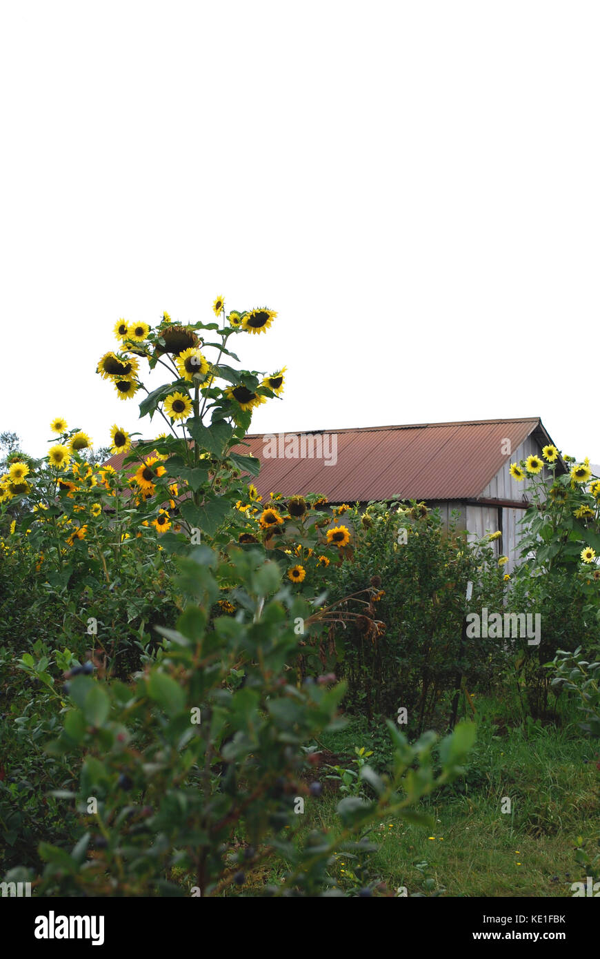 Barn and sunflowers hi-res stock photography and images - Alamy