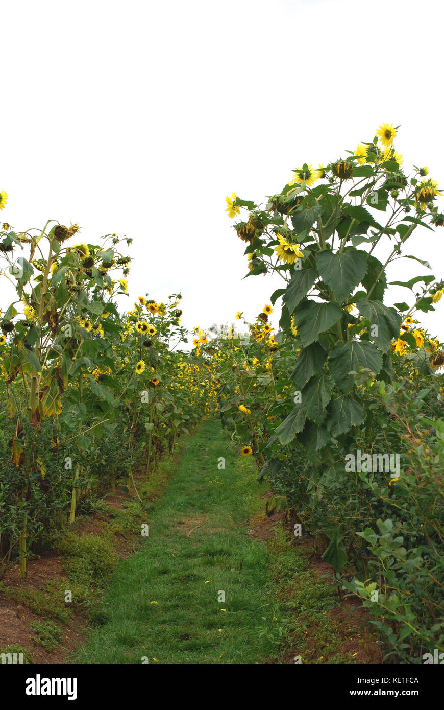 Sunflowers Growing at a Farm in Bow, WA. USA Stock Photo - Alamy