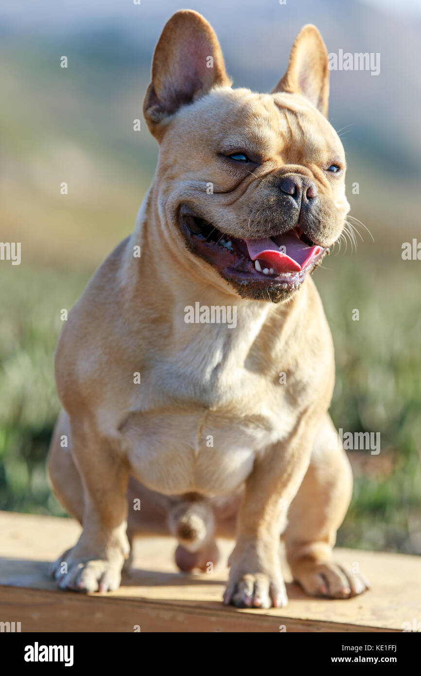 French Bulldog Portrait Stock Photo - Alamy