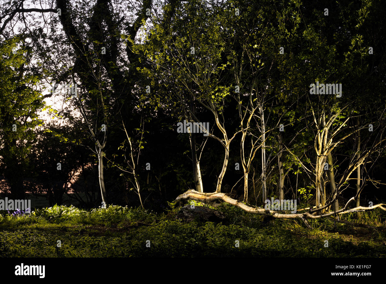 Trees stomp hi-res stock photography and images - Alamy