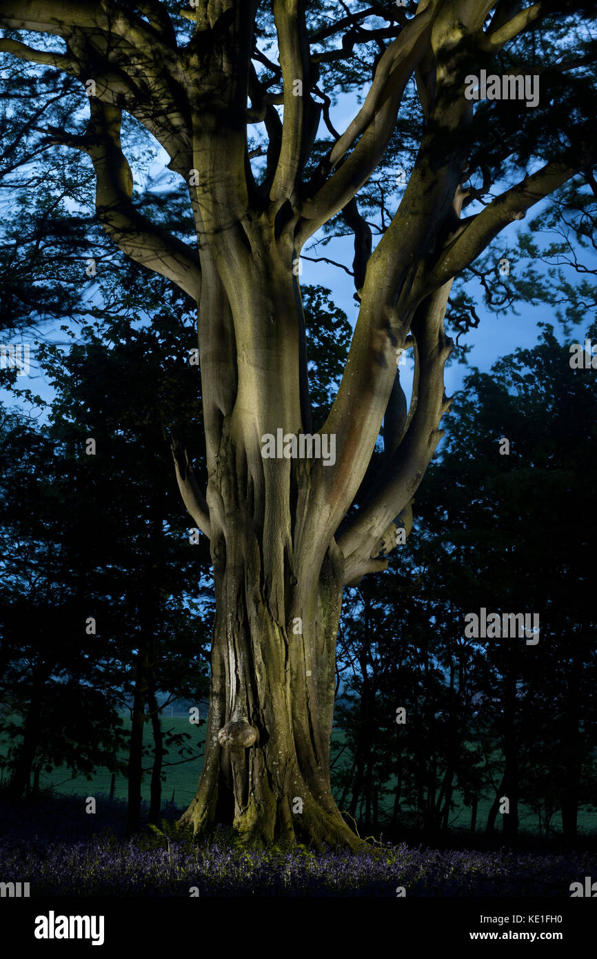 Massive tree hi-res stock photography and images - Alamy