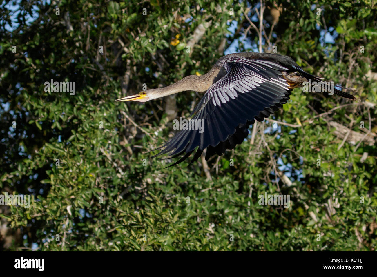Anhinga (Anhinga anhinga) flying in the Pantanal region of Brazil Stock ...