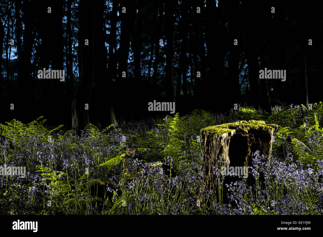 Stomp hi-res stock photography and images - Alamy