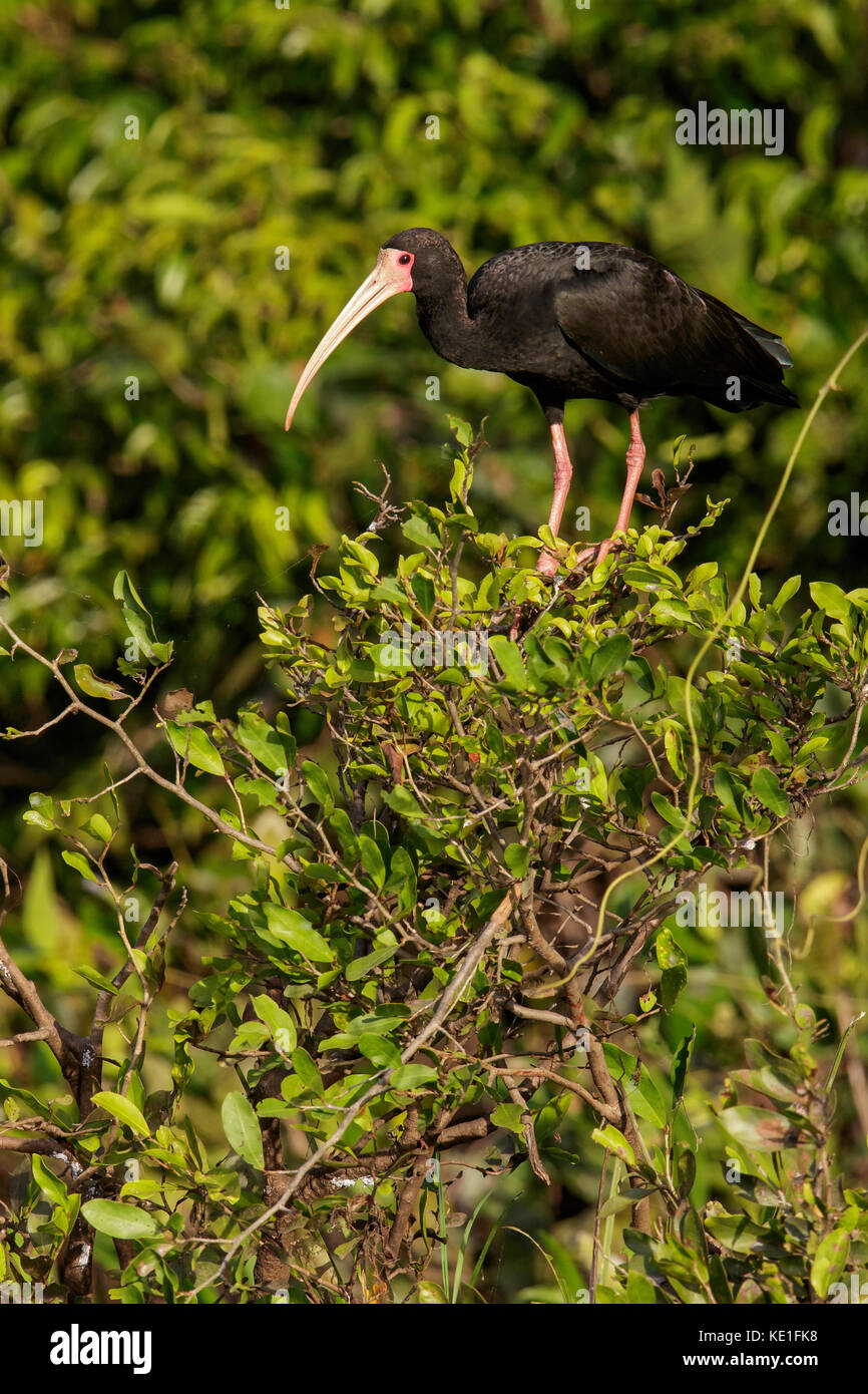 Bare-faced ibis (Phimosus infuscatus) in the Pantanal region of Brazil ...