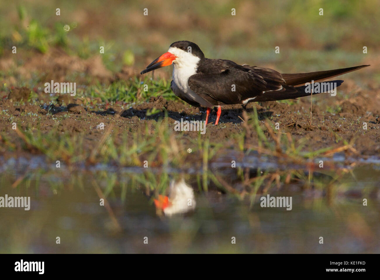 Black Skimmer (Rynchops niger) perched on the ground in the Pantanal ...