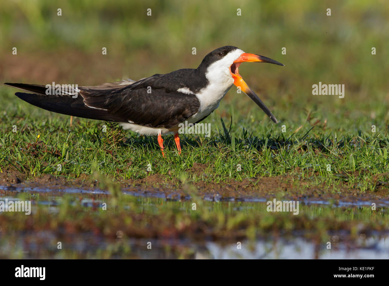 Black Skimmer (Rynchops niger) perched on the ground in the Pantanal ...