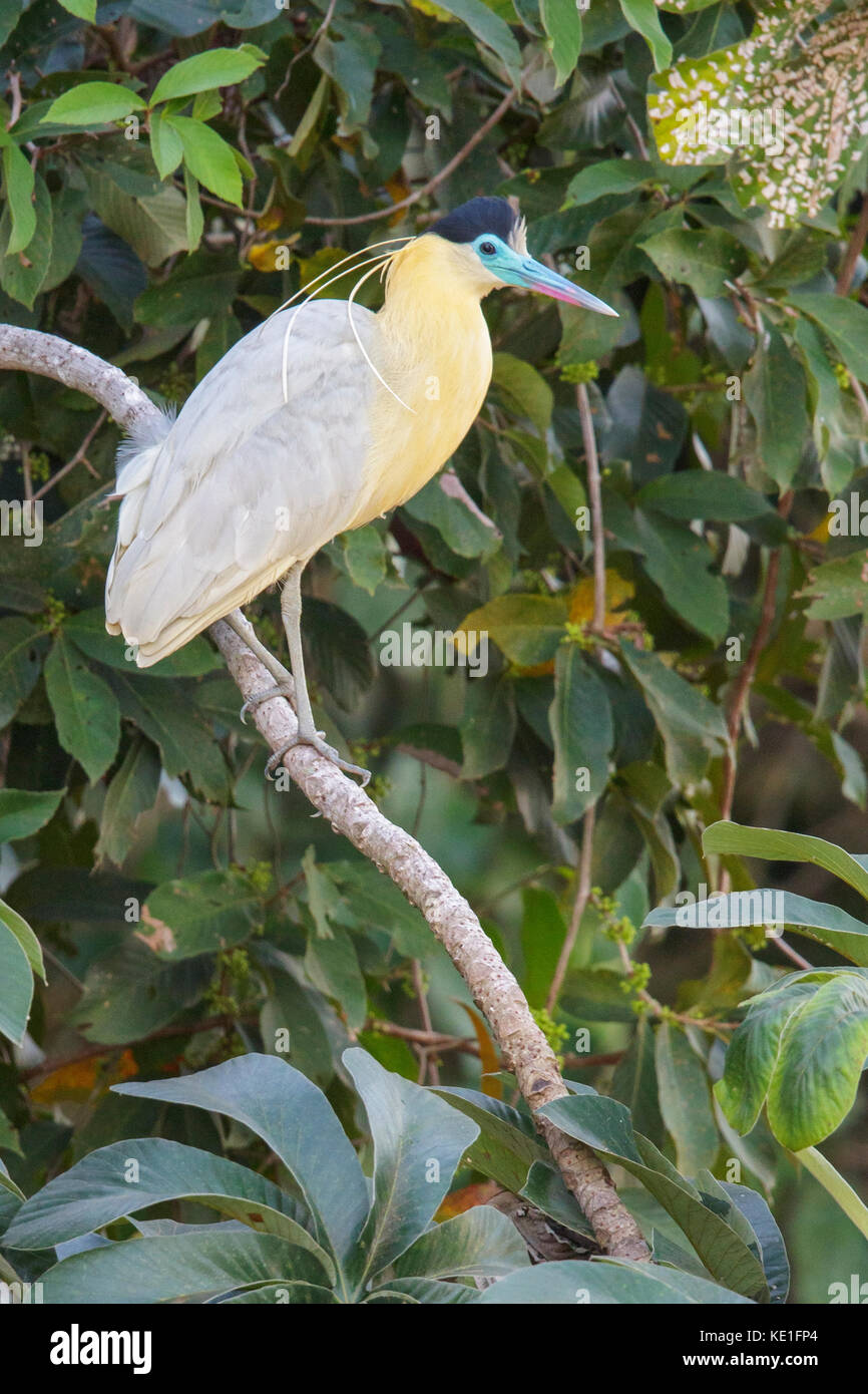 Capped Heron (Pilherodius pileatus) in the Pantanal region of Brazil ...