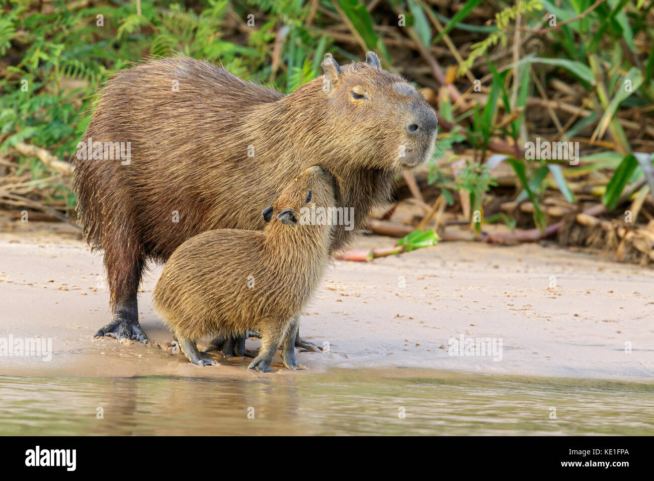 Capybara near a river in the Pantanal region of Brazil Stock Photo - Alamy