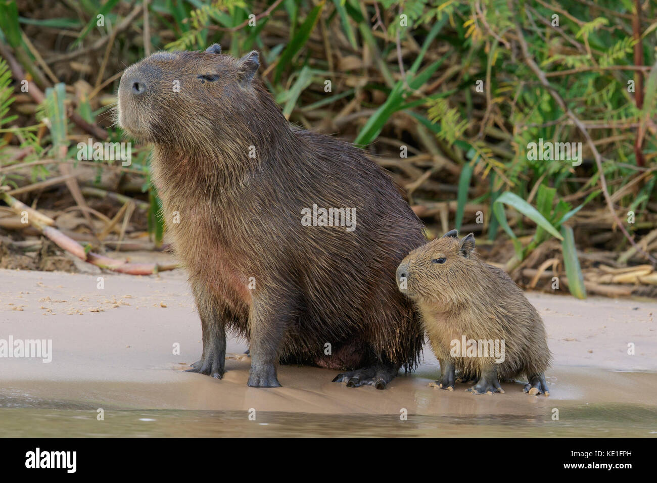 Capybara near a river in the Pantanal region of Brazil Stock Photo - Alamy