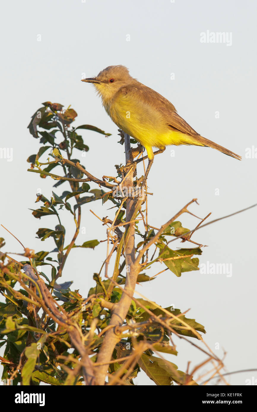 Cattle Tyrant (Machetornis rixosa) in the Pantanal region of Brazil ...