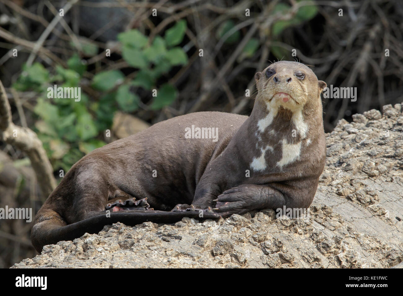 Giant River Otter in the Pantanal region of Brazil Stock Photo - Alamy