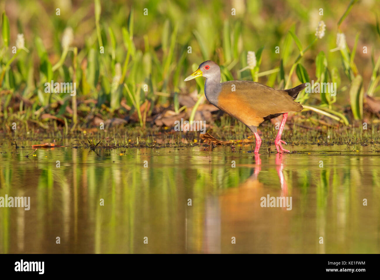 Gray-necked Wood-Rail (Aramides cajanea) feeding near a small pond in ...