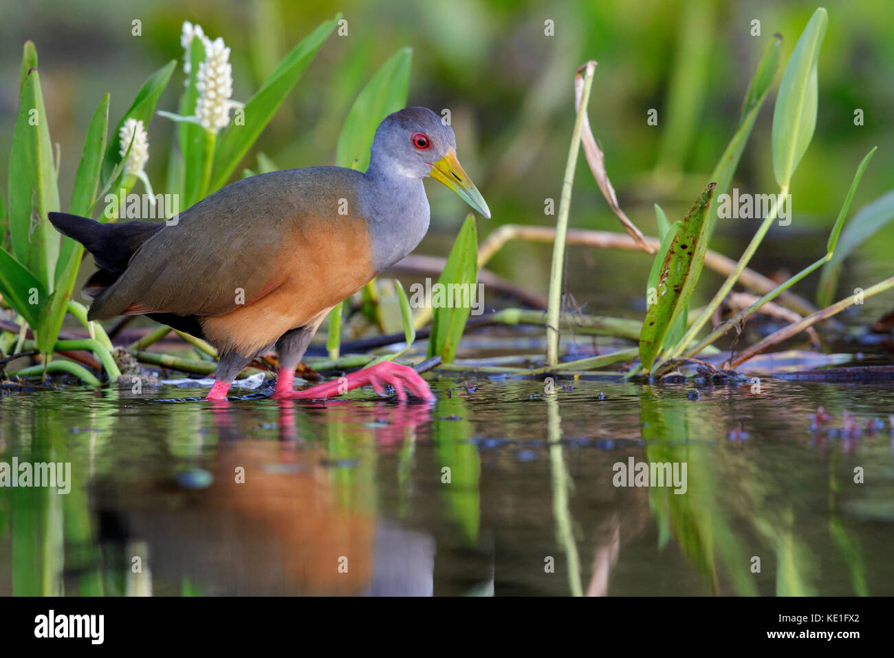Gray-necked Wood-Rail (Aramides cajanea) feeding near a small pond in ...