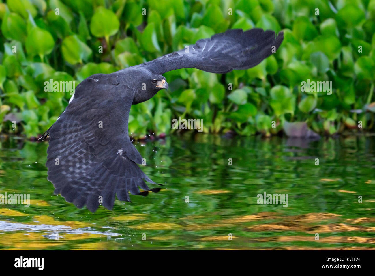 Flying great black hawk buteogallus hi-res stock photography and images ...