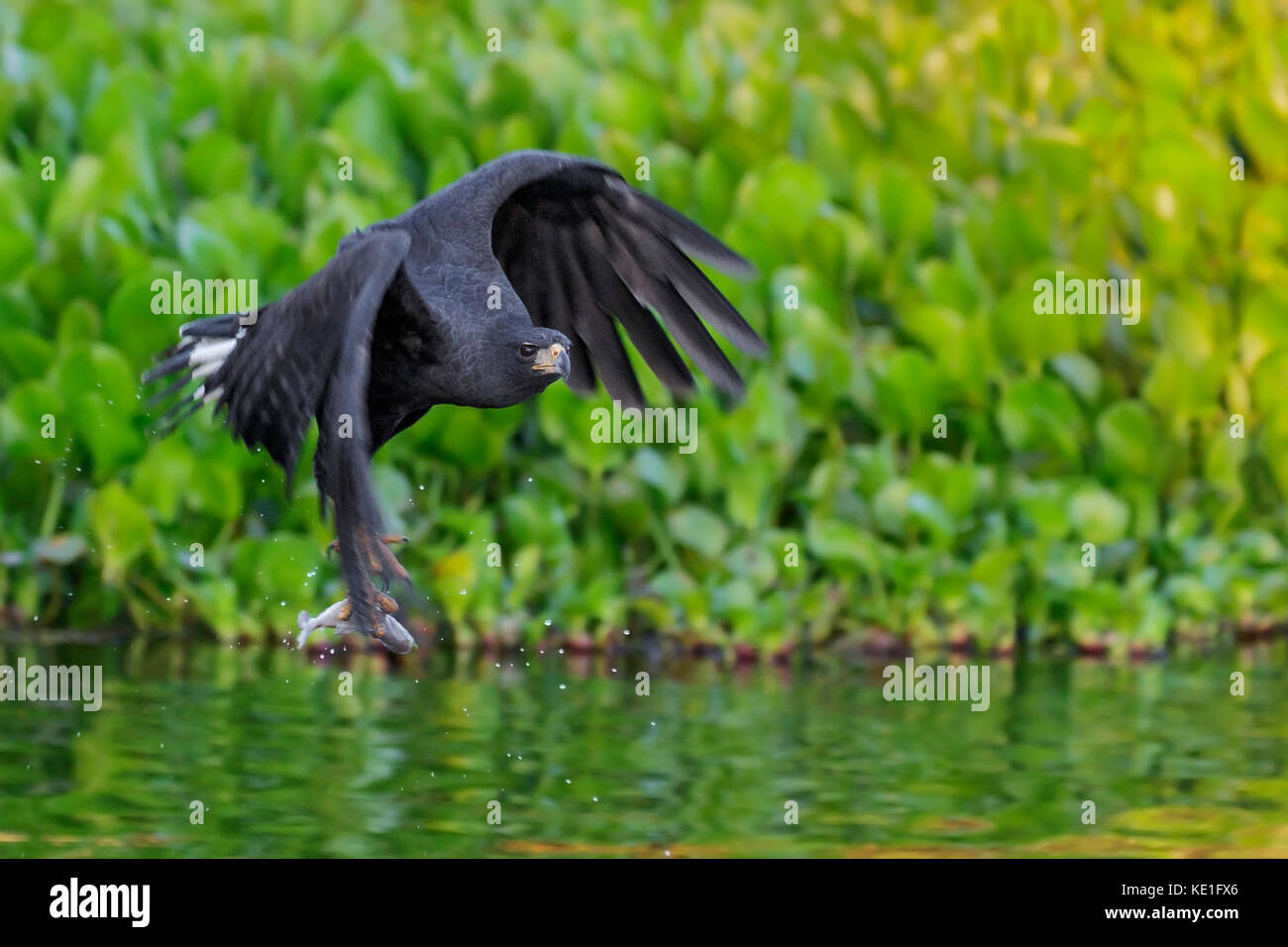Great Black Hawk (Buteogallus urubitinga) flying in the Pantanal region ...