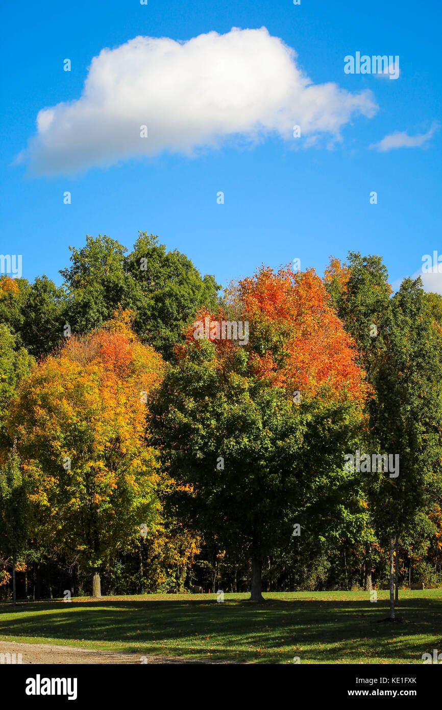 Autumn Trees in Michigan on a walk on a sunny day in a state park Stock ...