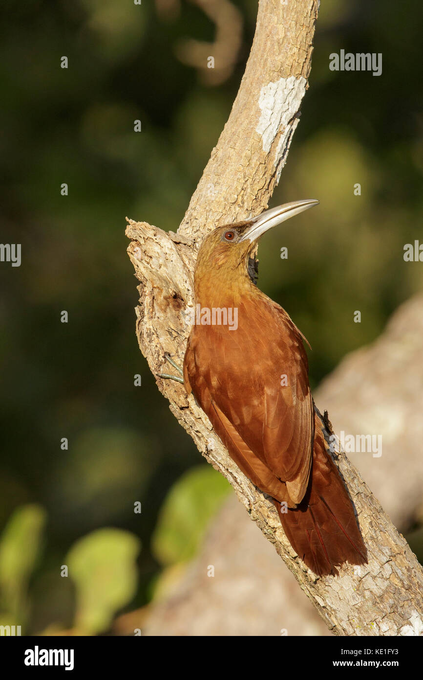 Great Rufous Woodcreeper (Xiphocolaptes major) in the Pantanal region ...