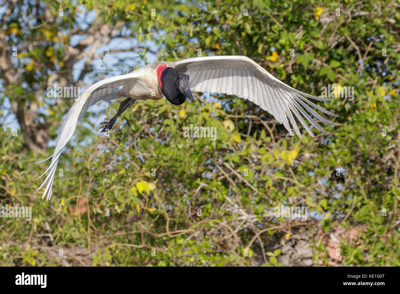Jabiru (Jabiru mycteria) flying in the Pantanal region of Brazil Stock ...