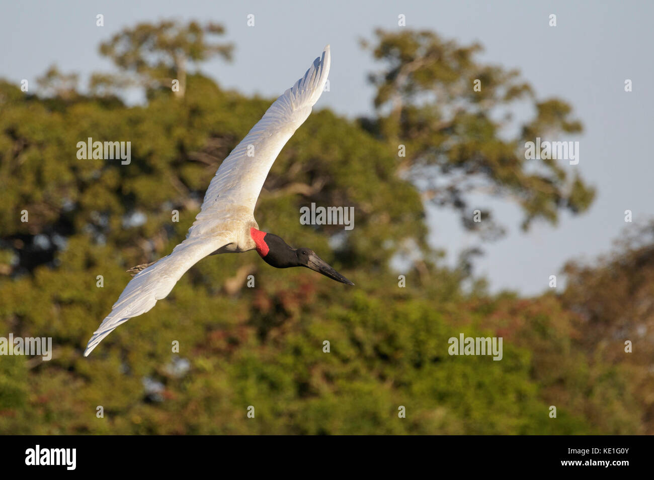 Jabiru (Jabiru mycteria) flying in the Pantanal region of Brazil Stock ...