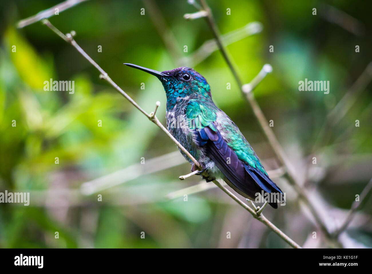 Blue hummingbird resting Stock Photo - Alamy