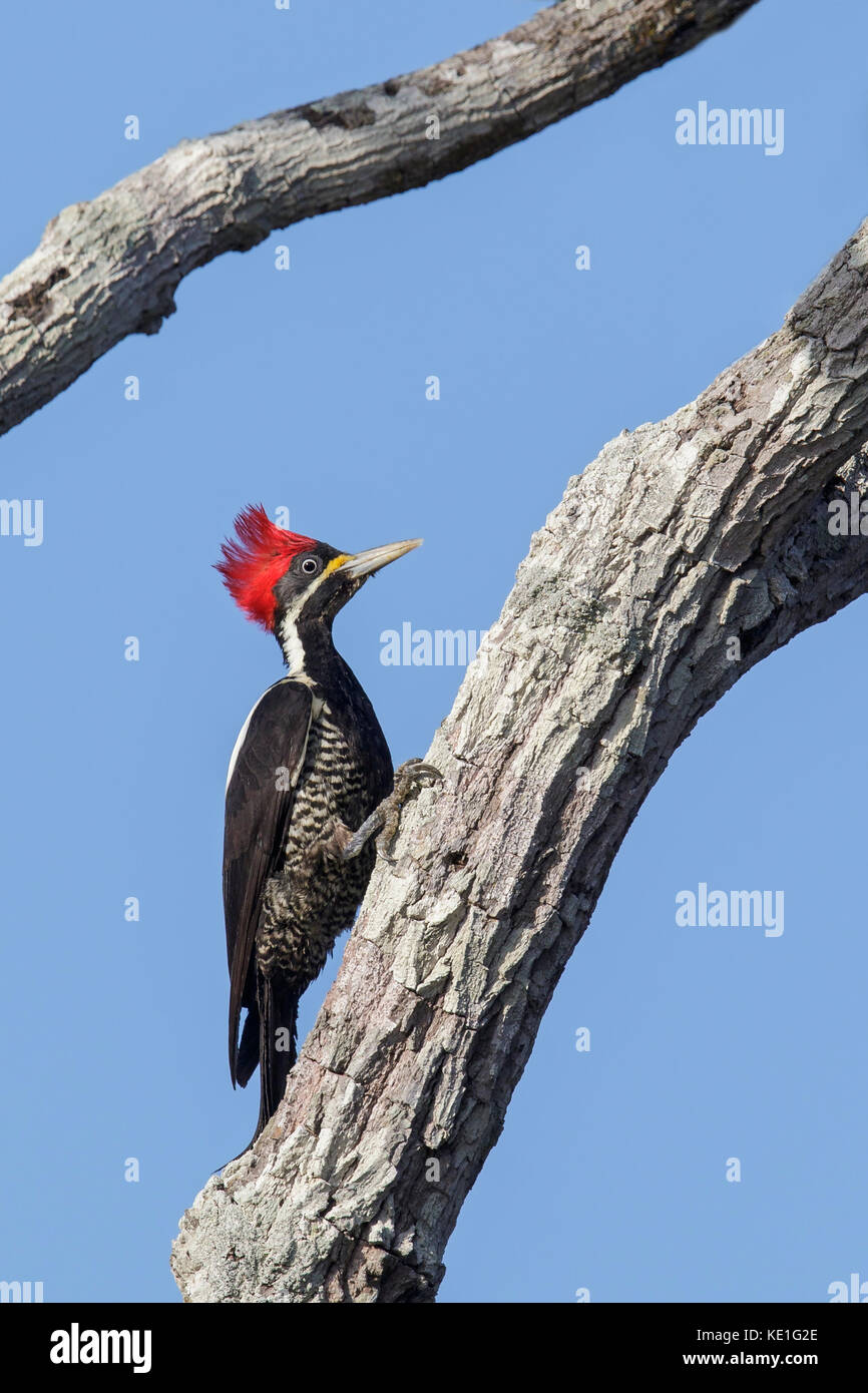 Lineated Woodpecker (Dryocopus lineatus) in the Pantanal region of ...