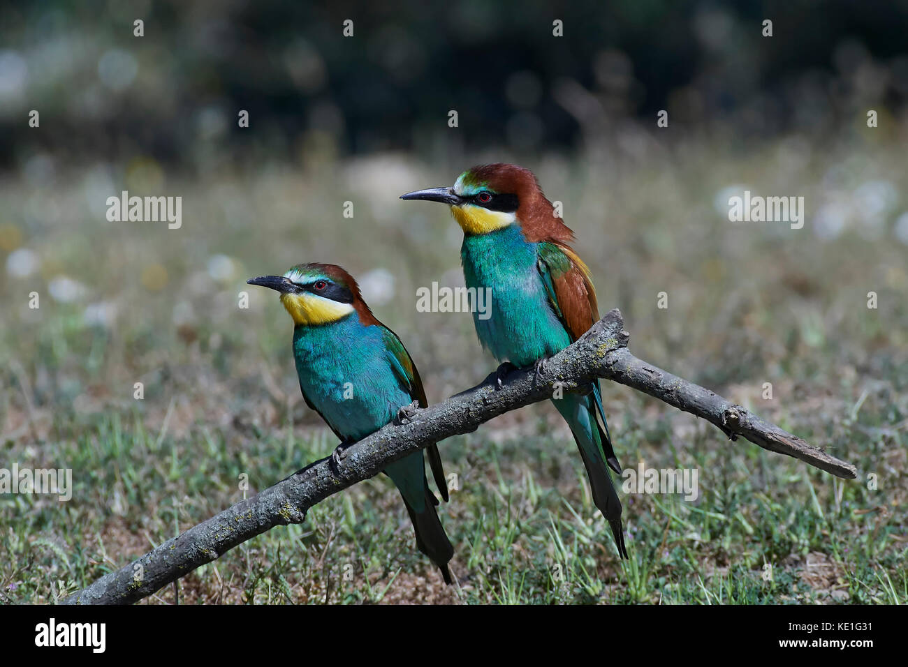 European bee-eaters resting on a branch in their habitat Stock Photo ...