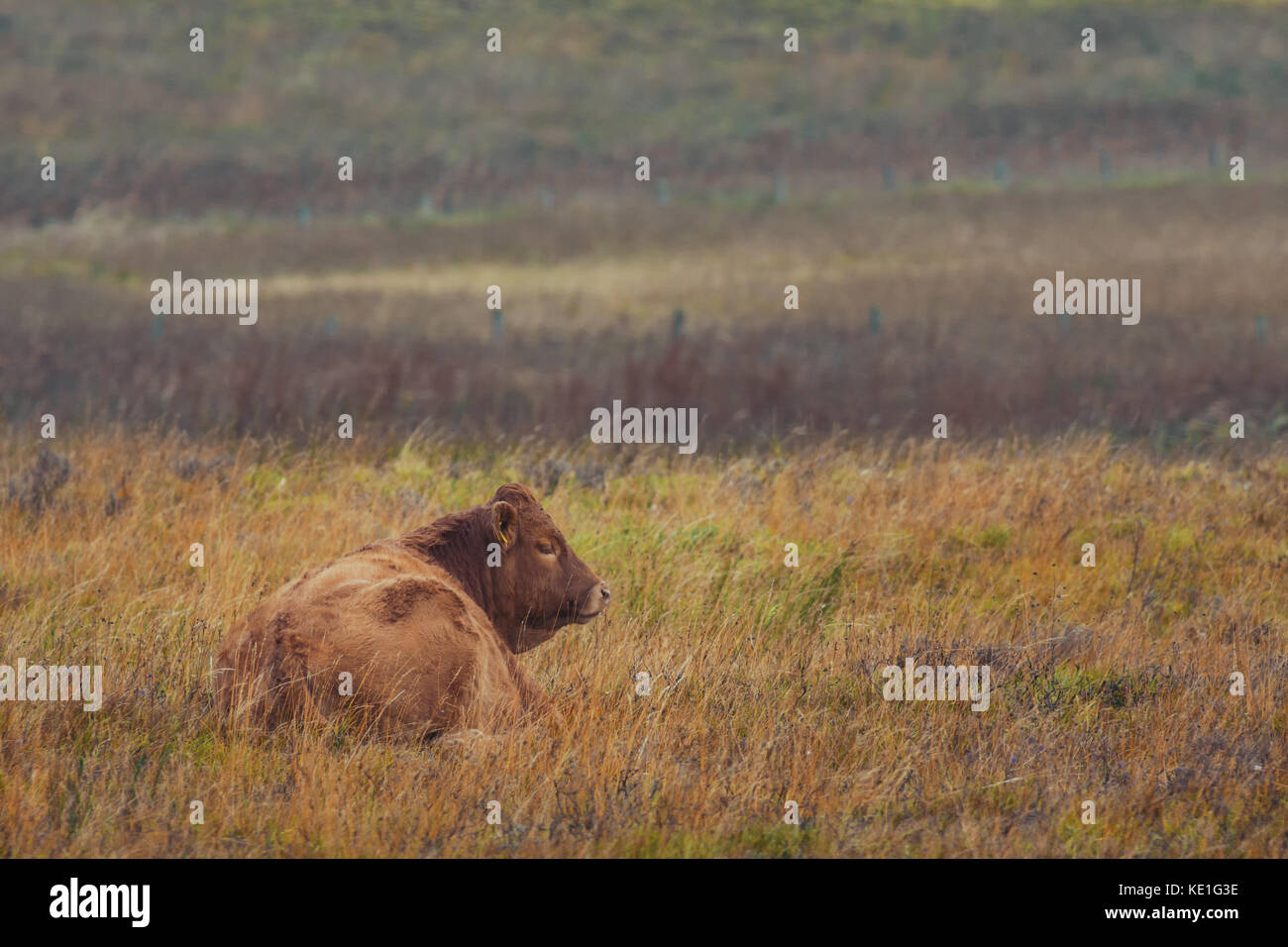 Scottish Highland red Bull in the meadow Stock Photo - Alamy