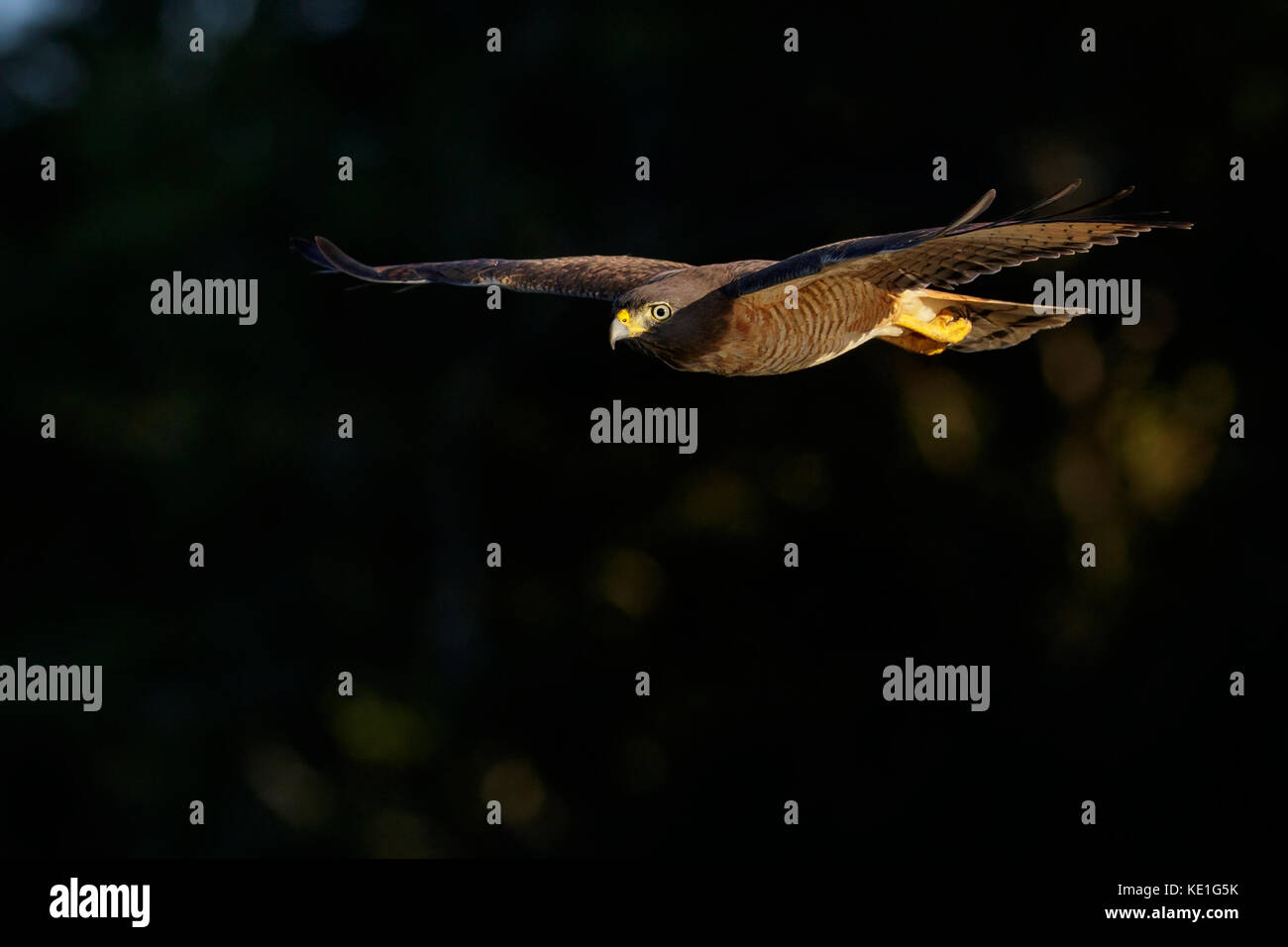 Roadside Hawk (Buteo magnirostris) flying in the Pantanal region of ...