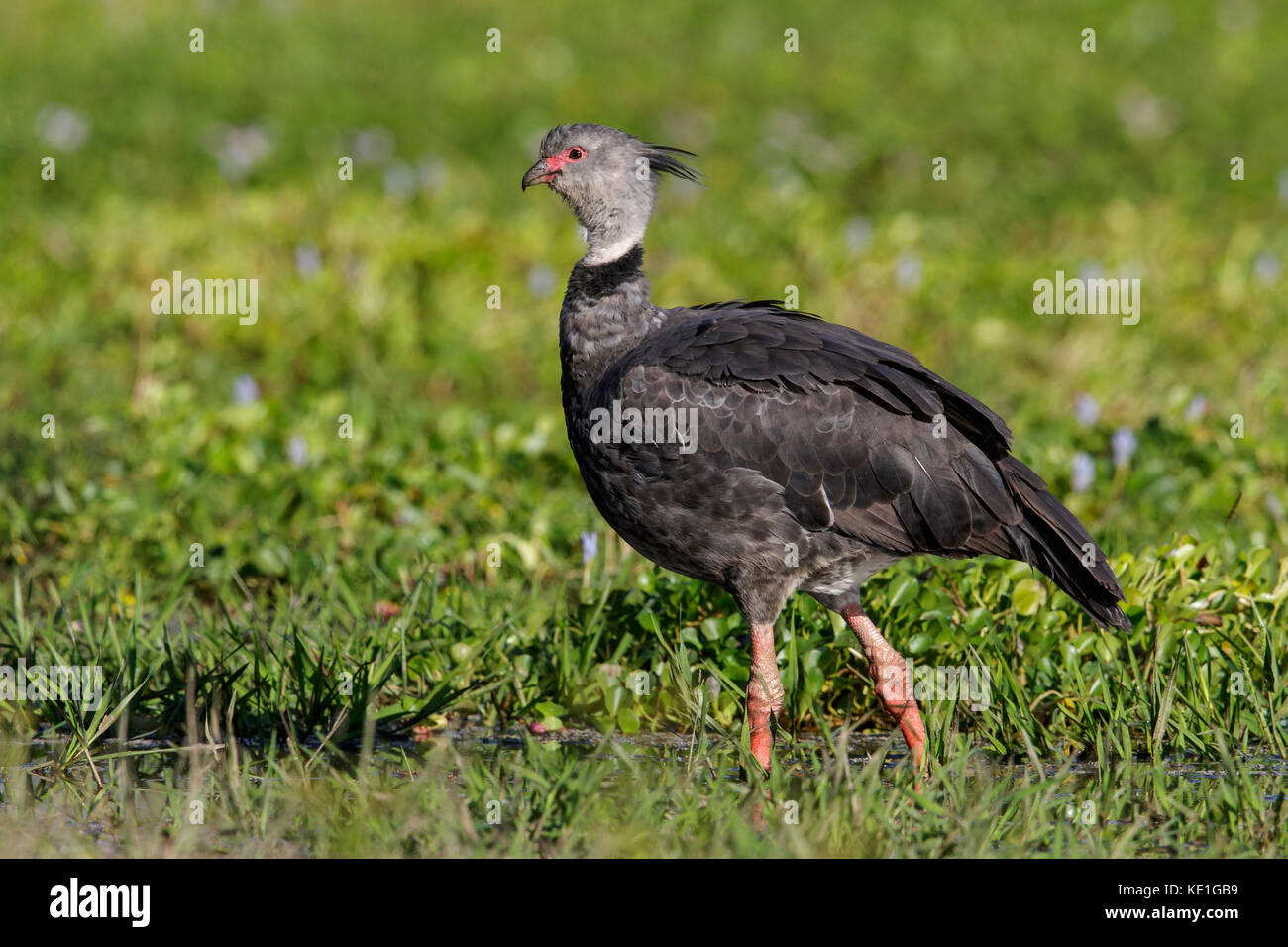Southern Screamer (Chauna torquata) in the Pantanal region of Brazil ...