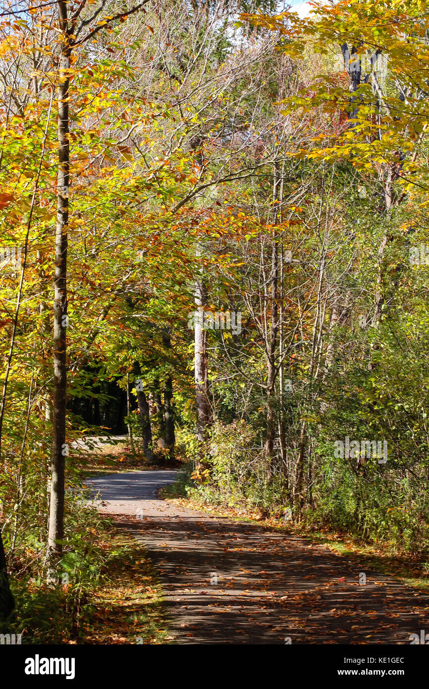 An autumn walk with fall colors in the woods Stock Photo - Alamy