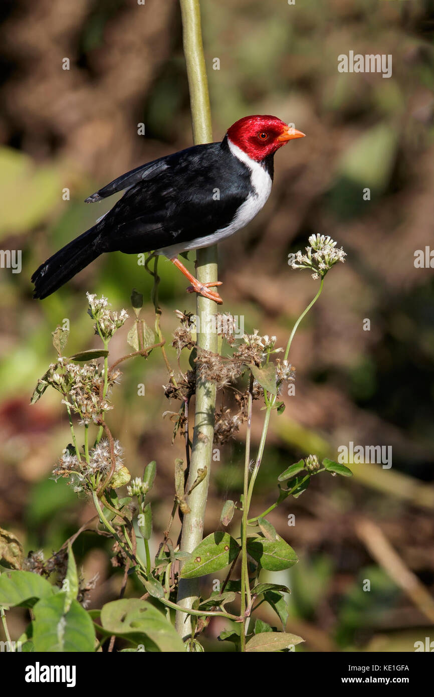 Yellow-billed Cardinal (Paroaria capitata) in the Pantanal region of ...