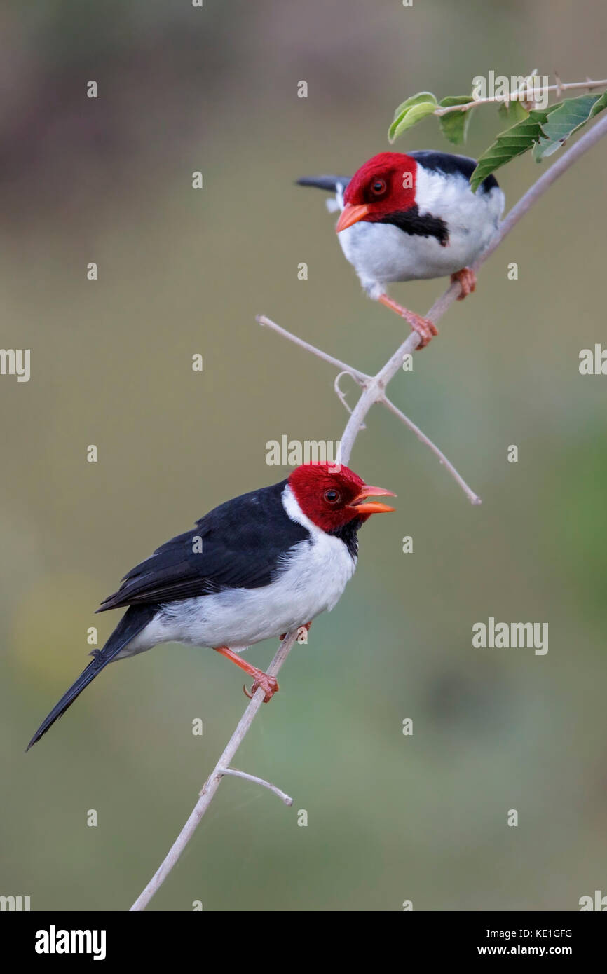 Yellow-billed Cardinal (Paroaria capitata) in the Pantanal region of ...