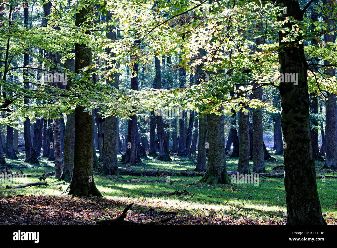 Autumn in Deister by Hanover ,Germany Stock Photo - Alamy