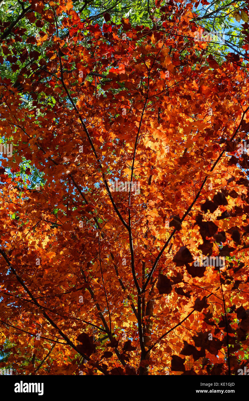 Michigan state parks hi-res stock photography and images - Alamy