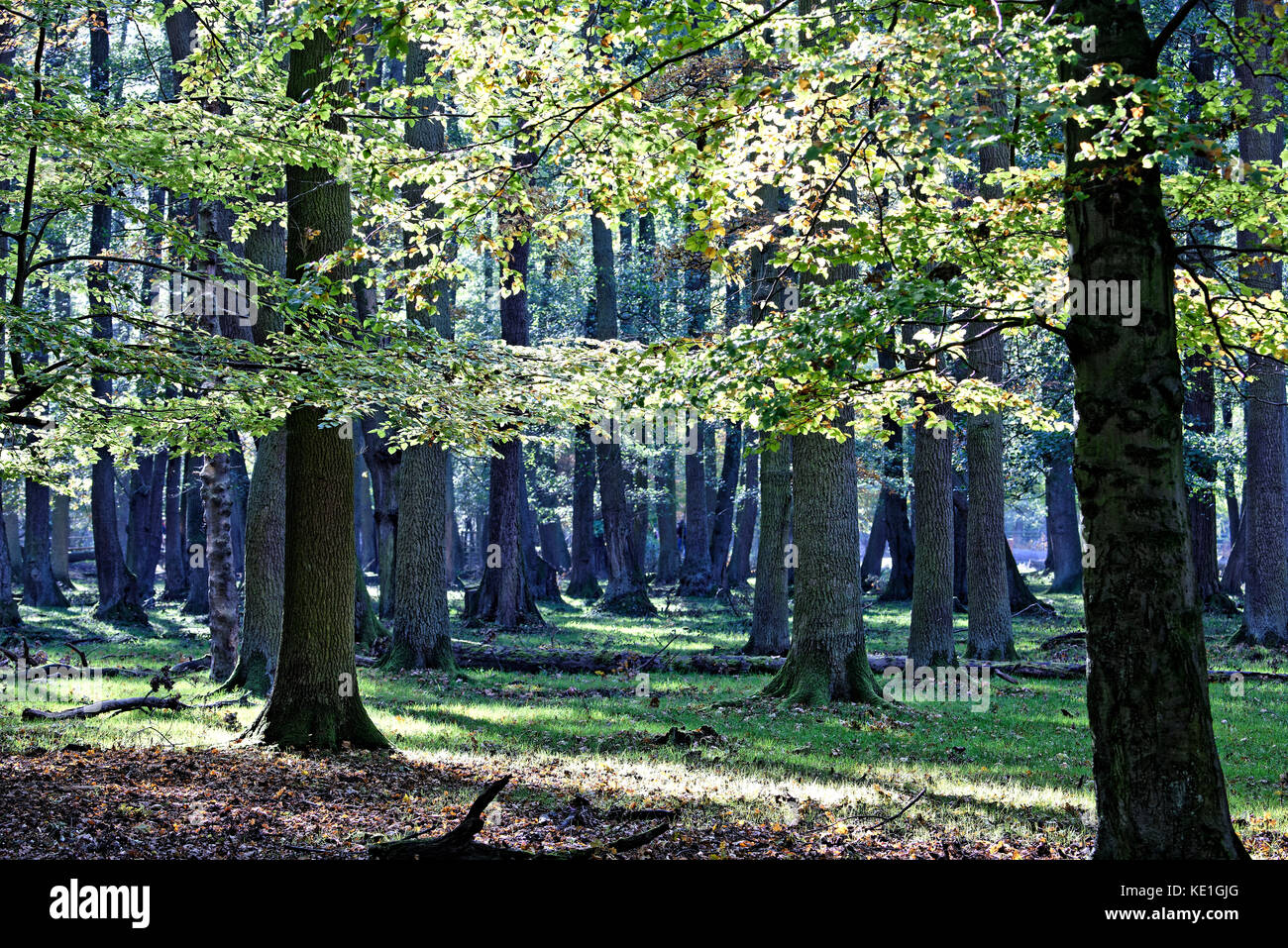 Autumn in Deister by Hanover ,Germany Stock Photo - Alamy